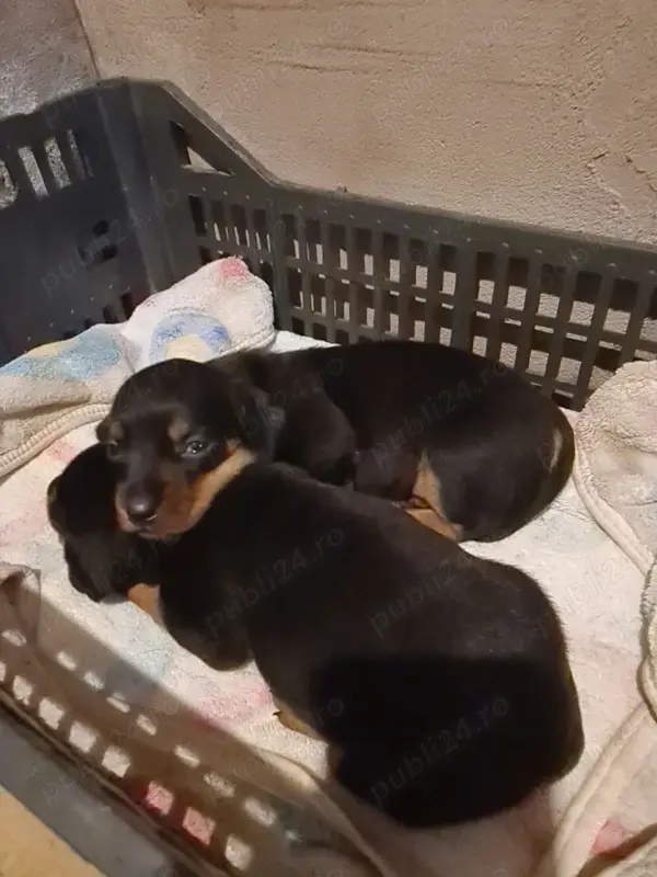 Vând pui teckel negru cu pete de foc Nanov - Animale