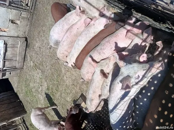 Vand purcei sau schimb Lugoj - Animale