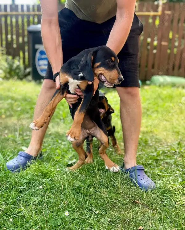 Copoi ardelenesc caine de vanatoare Gherla - Animale