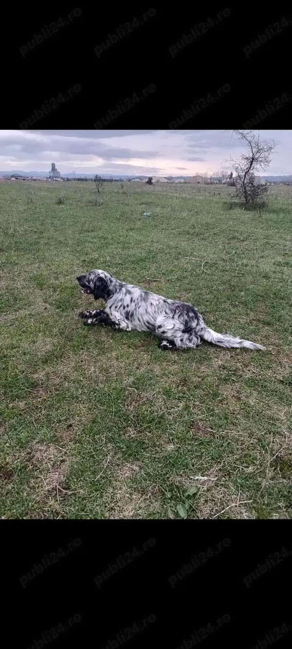 Setter englez Drobeta-Turnu Severin - Animale