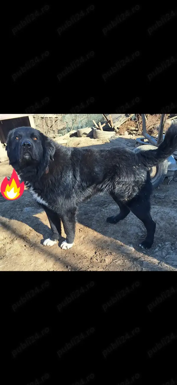 Caine ciobanesc corb de vânzare cine il plătește sa vină sa il ia ...