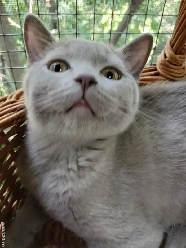 Vand puiut pisica rasa british shorthair Sector 4 - Animale