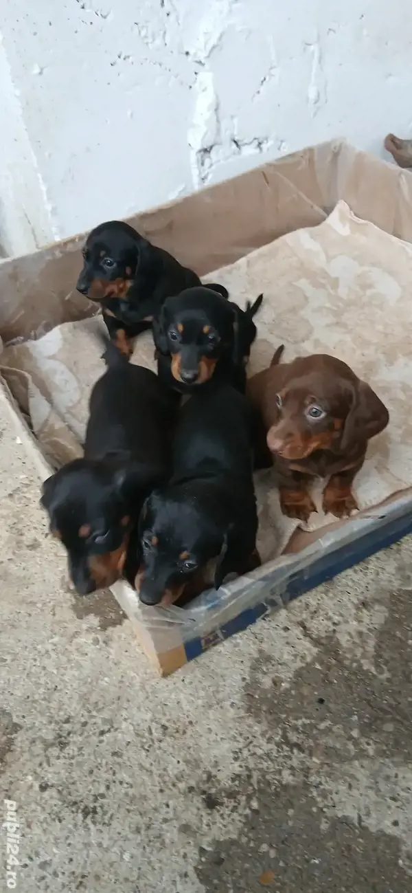 Vand catei teckel Sanpetru German - Animale