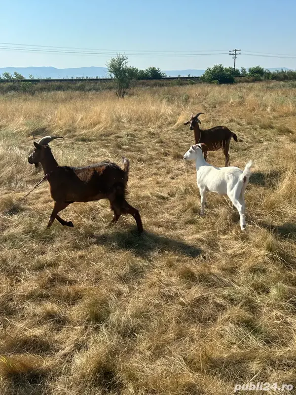 Vand capre Santana - Animale