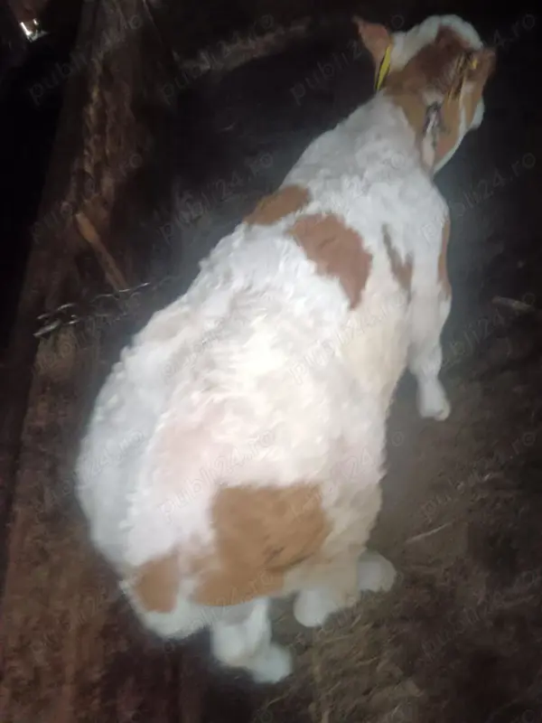 Vând vitei din vaci bune de lapte Lugoj - Animale