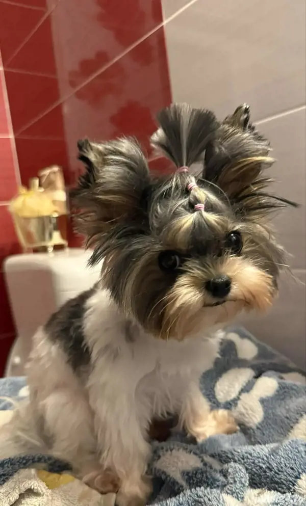 Yorkshire terrier mini toy Arad - Animale