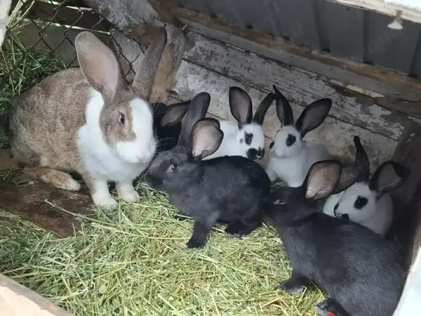 Vând iepuri.... Cluj-Napoca - Animale