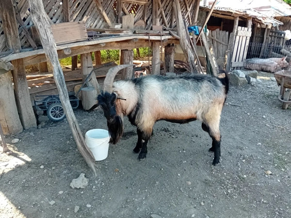 Vând sau schimb tap !! Letca Veche - Animale
