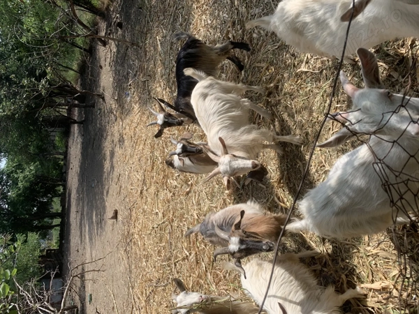 Vând capre crescute cu furaje naturale Surdila-Gaiseanca - Animale