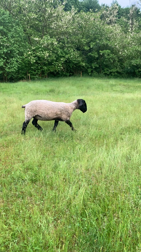 Oi suffolk Valea Babei - Animale