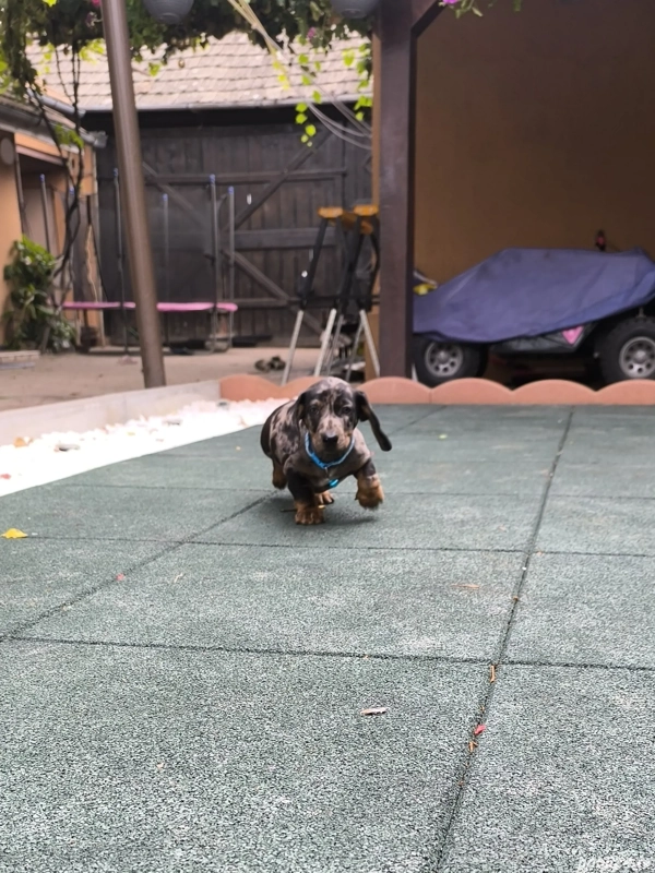 Catel teckel arlechin Somes-Odorhei - Animale