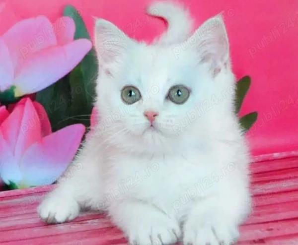 Ofertă unică! Pisoi albi cu ochi arămii și verzi! Sibiu - Animale