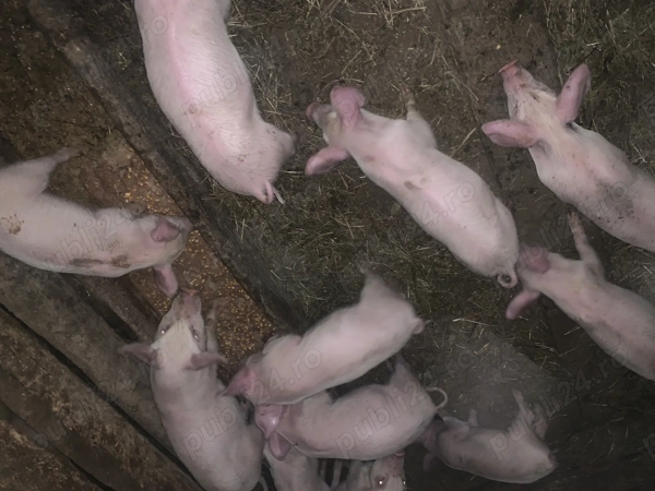 Purcei de vinzare. Lunca de Sus - Animale
