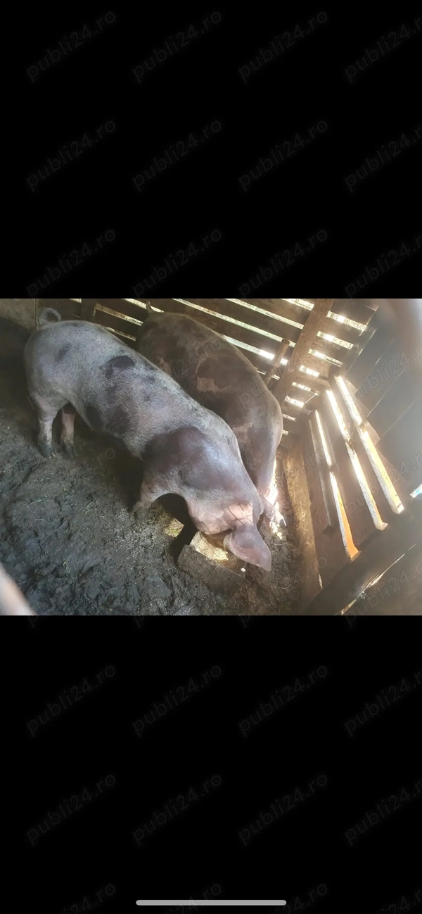 Vând porc Roseti - Animale