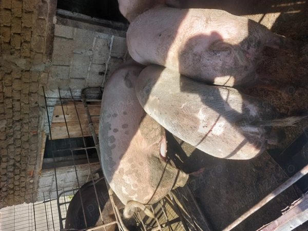 Porci de vânzare rasa marele alb Gataia - Animale