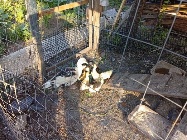 Vând rate mute Timisoara - Animale