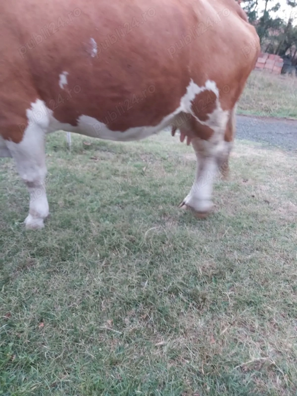 Vând vaca bălțată românească Cheveresu Mare - Animale