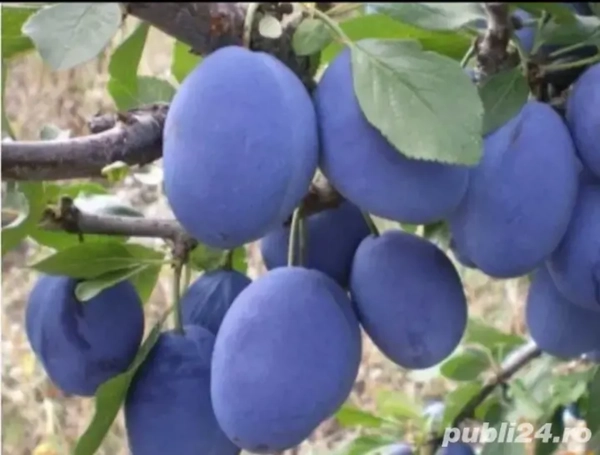 Țuica buna de Prune din livada Plopii-Slavitesti - Casa si gradina
