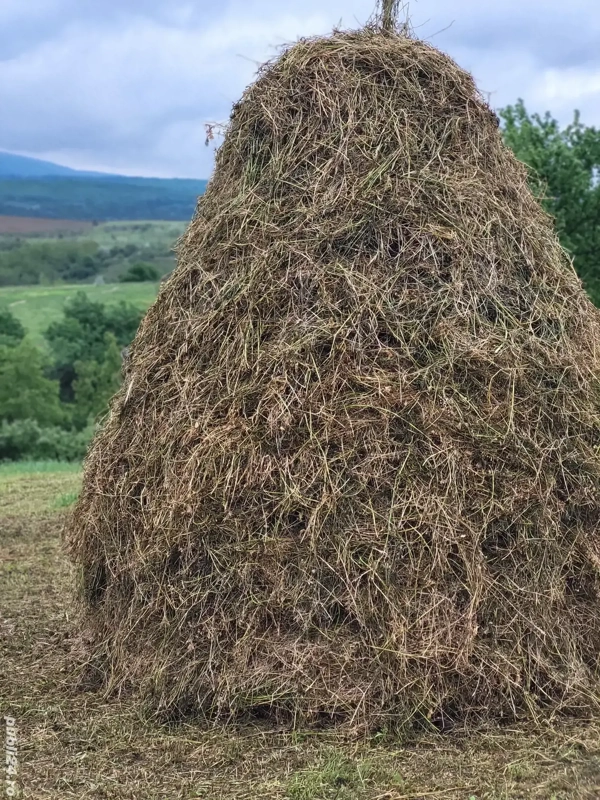 Capite de lucerna pentr vaci .cai .oi .capre Oneaga - Animale