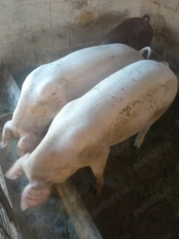 Porci de vânzare Sibot - Animale