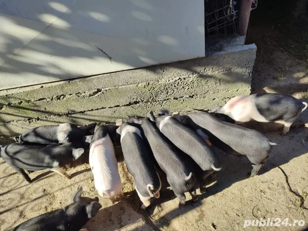 Vand purcei Bazna 6 saptamani Tureni - Animale