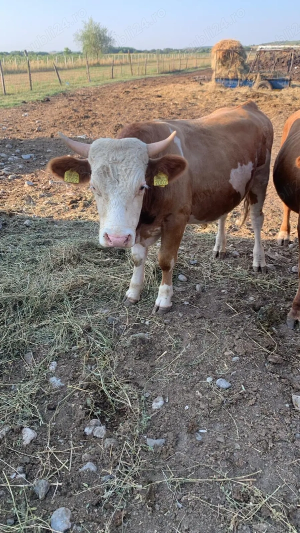 Vând vaci și viței Baltata romaneasca și metis Dragasani - Animale