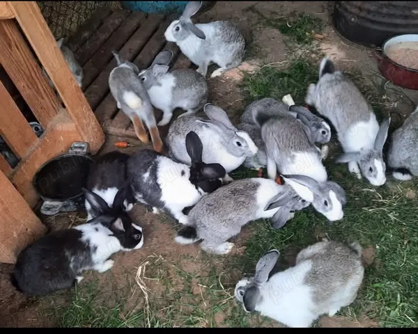 Vând Iepuri Pitesti - Animale