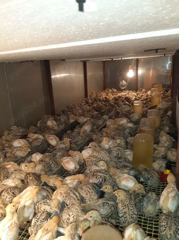 Oua de prepelita pentru incubat Zanesti - Animale