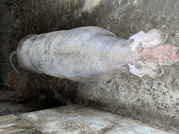 Purcea de vânzare! Peste 250 kg Falcoiu - Animale
