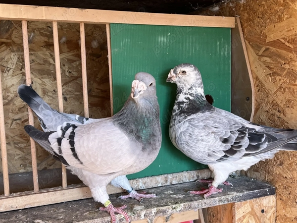 Porumbei standard de vanzare Targoviste - Animale