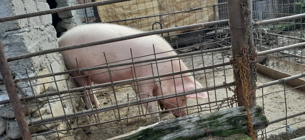 Vand porc marele alb cu landrace Pocruia - Animale