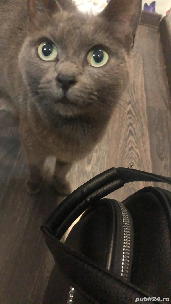 Dau spre adoptie pisica Bodesti - Animale