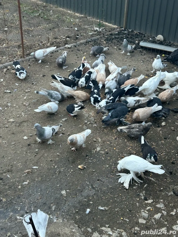 Porumbei ornament takla+tobosari germani Craiova - Animale