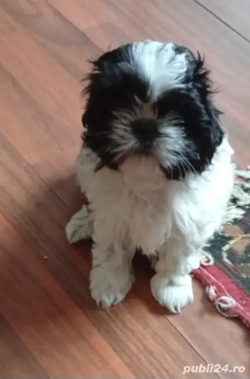 Disponibili pui shih-tzu Buzau - Animale