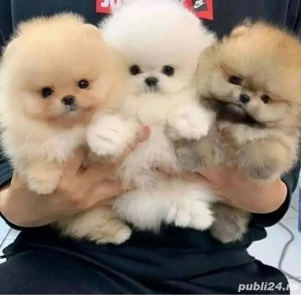 Pomeranian mini toy Constanta - Animale
