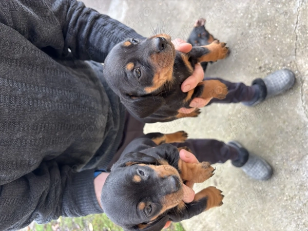 Catel teckel negru Gurasada - Animale