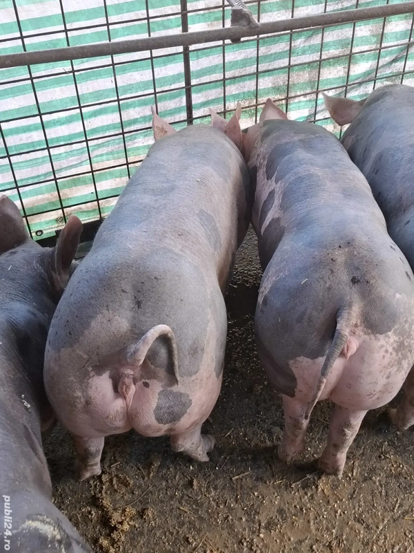 Scrofita reproducere Carnesti - Animale