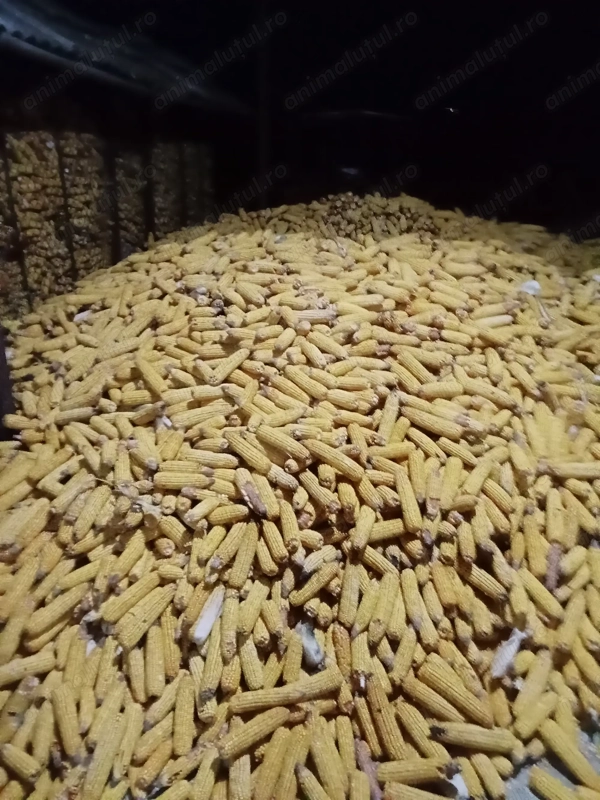 Vând porumb știuleți și boabe Floresti - Animale