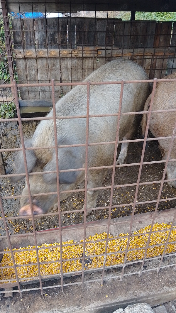 Vând porc de circa 200 de kg. Badeni - Animale