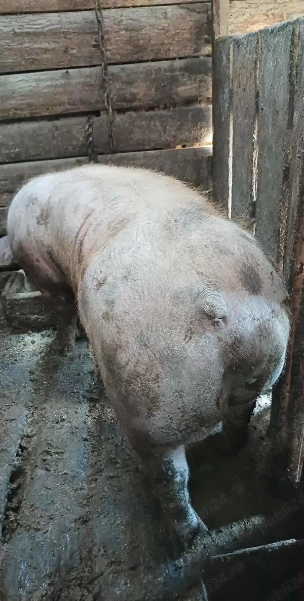 Vand porc de carne 14 ron kg Iadara - Animale