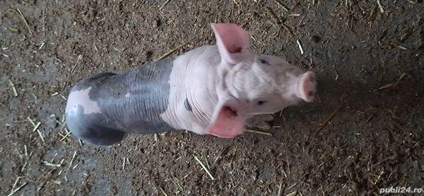 Purcei pietran rasă Buzoesti - Animale