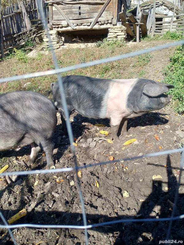 Porci crescuti bio. Pui - Animale