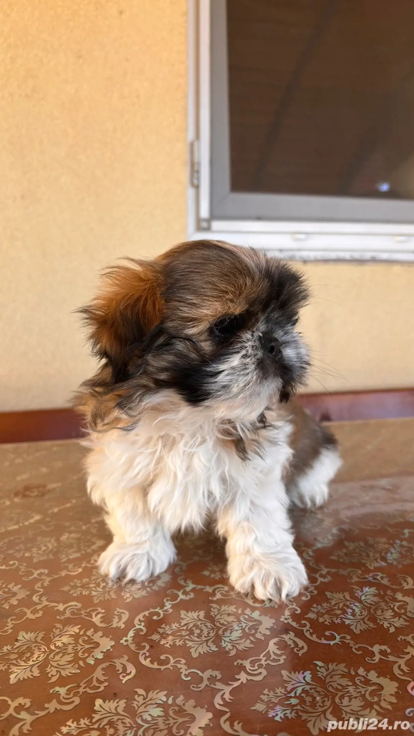 Catei shih tzu Cergau Mic - Animale
