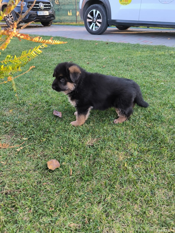 Disponibili pui ciobanesc german cu par scurt si par lung Oradea - Animale