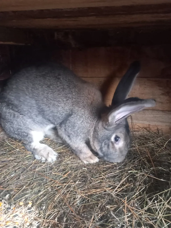 Iepuri urias german Botean - Animale