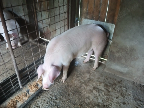 Porci de carne Landrace cu Marele alb Jichisu de Jos - Animale