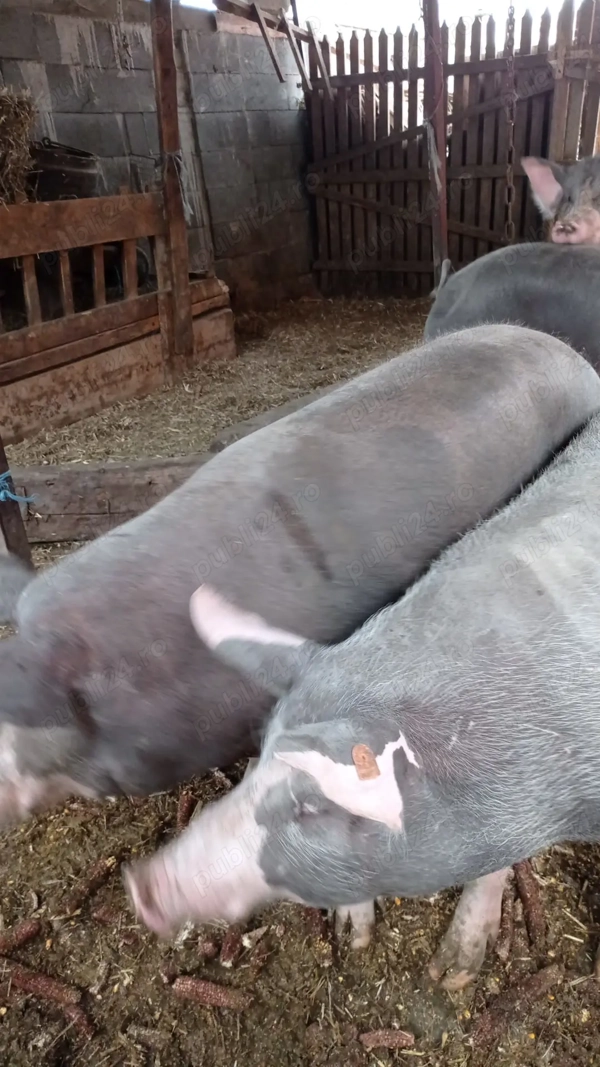 Porci de tăiat Pui - Animale