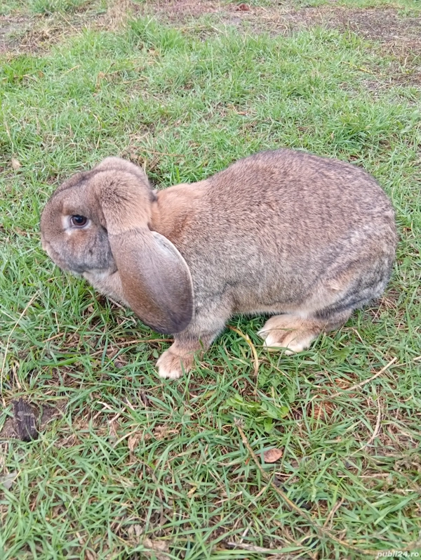 Vând iepuri Pancota - Animale