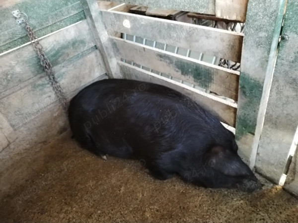 Vând porc Bazna Adamus - Animale