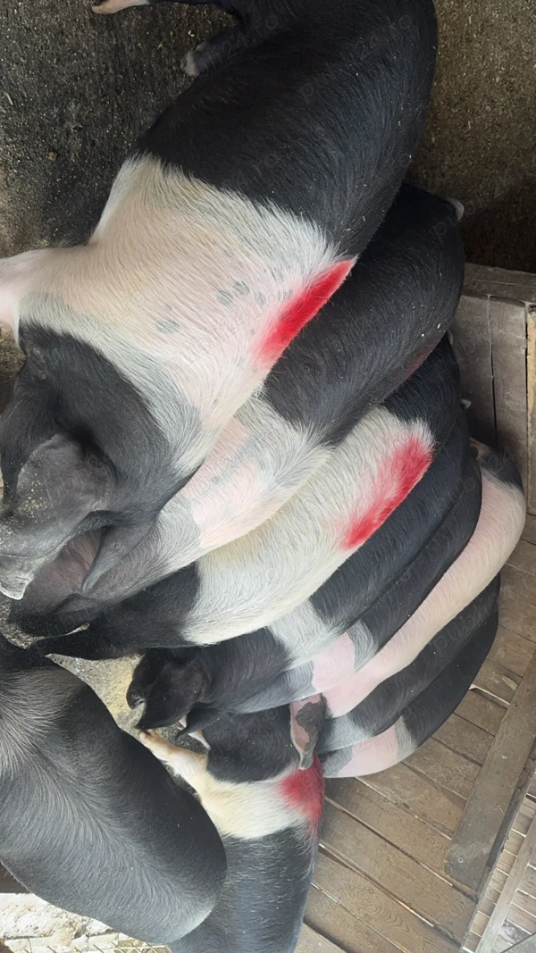 Porci Bazna crescuti Bio Floresti - Animale